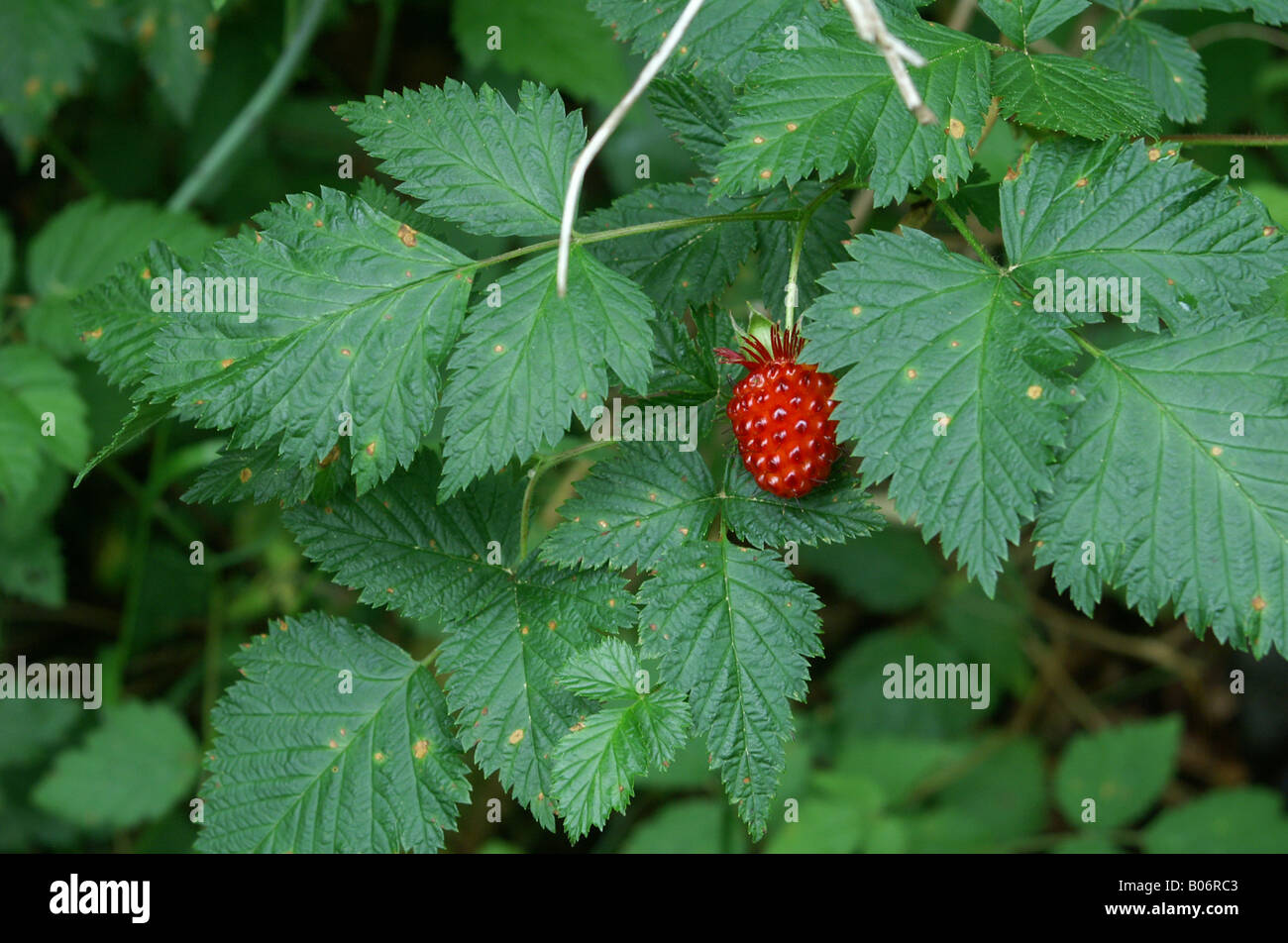 Salmonberry hi-res stock photography and images - Alamy