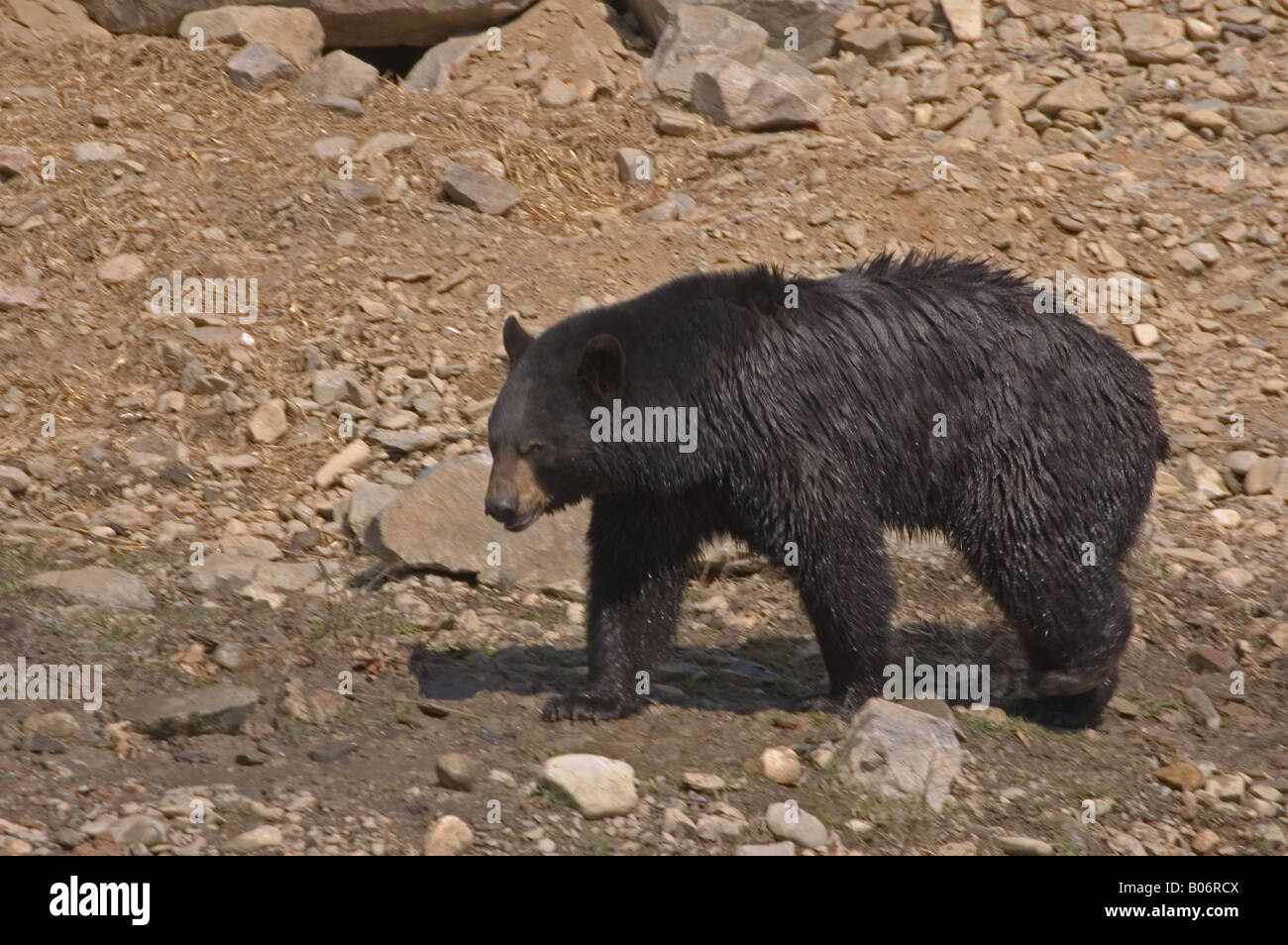 A lone Black Bear Stock Photo - Alamy