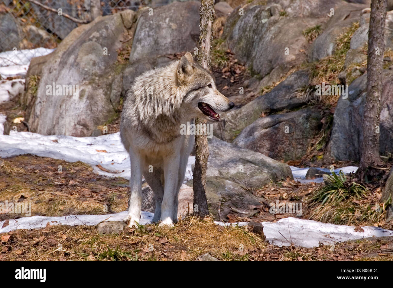 A Timber Wolf in Spring Stock Photo - Alamy