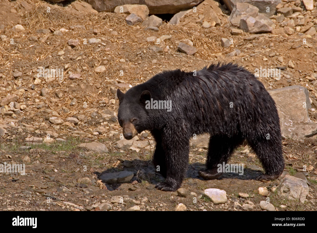 A lone Black Bear Stock Photo - Alamy