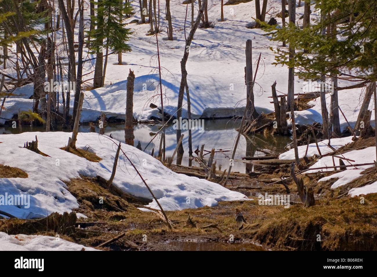 A forest pond in Spring Stock Photo - Alamy