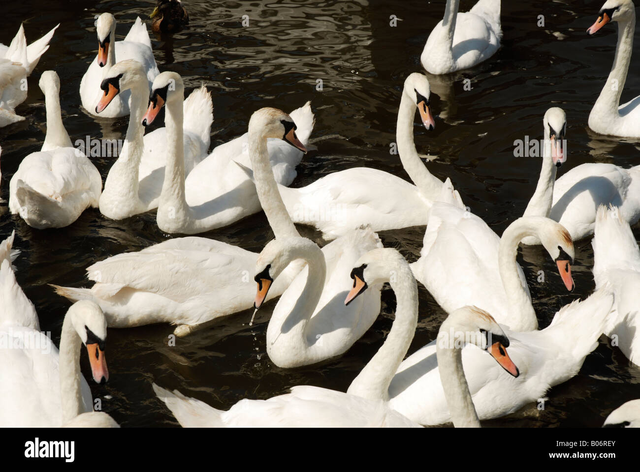 SWANS ON THE BEAUTIFUL OULTON BROADS Stock Photo - Alamy