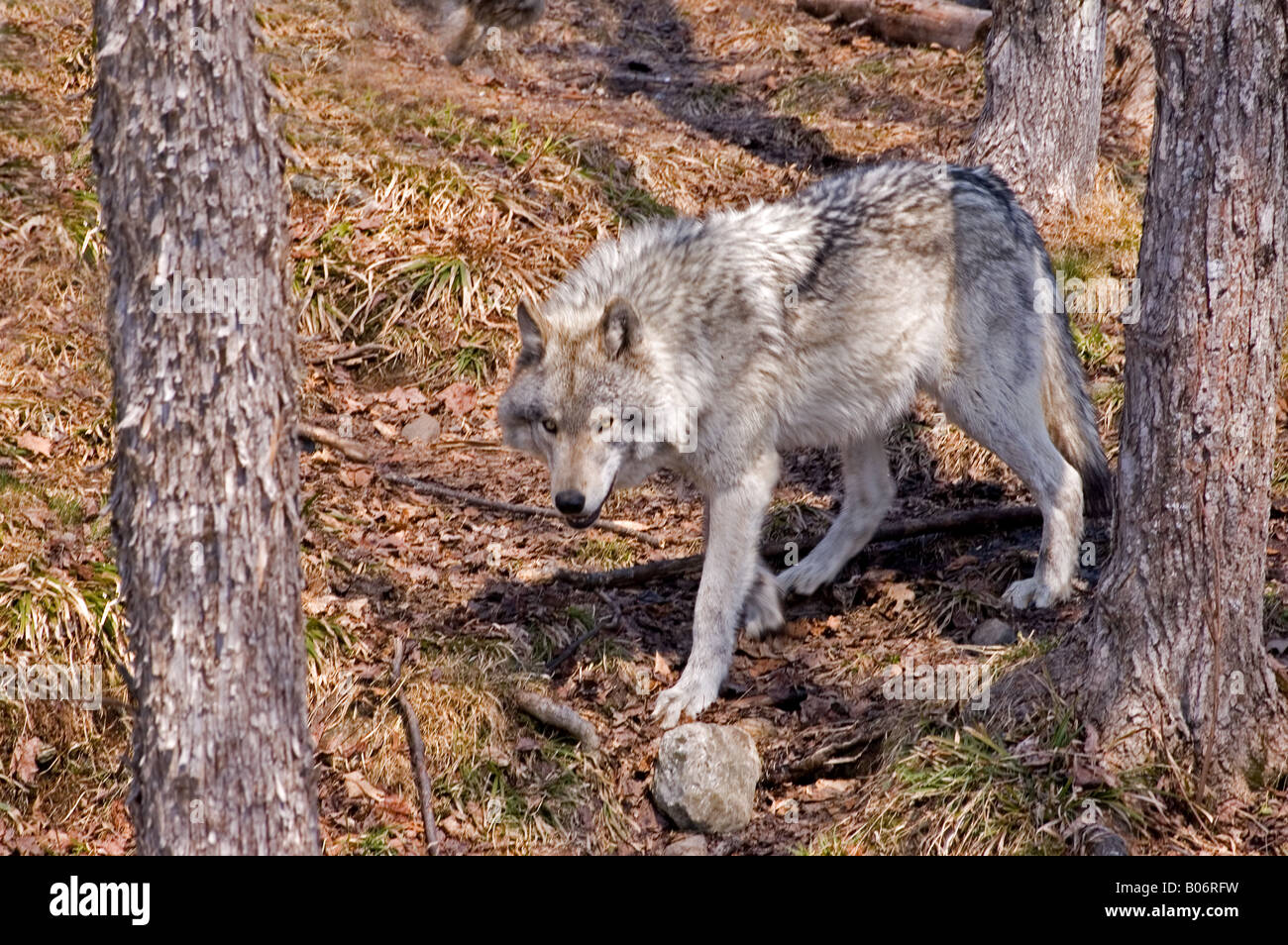 A Timber Wolf in Spring Stock Photo - Alamy