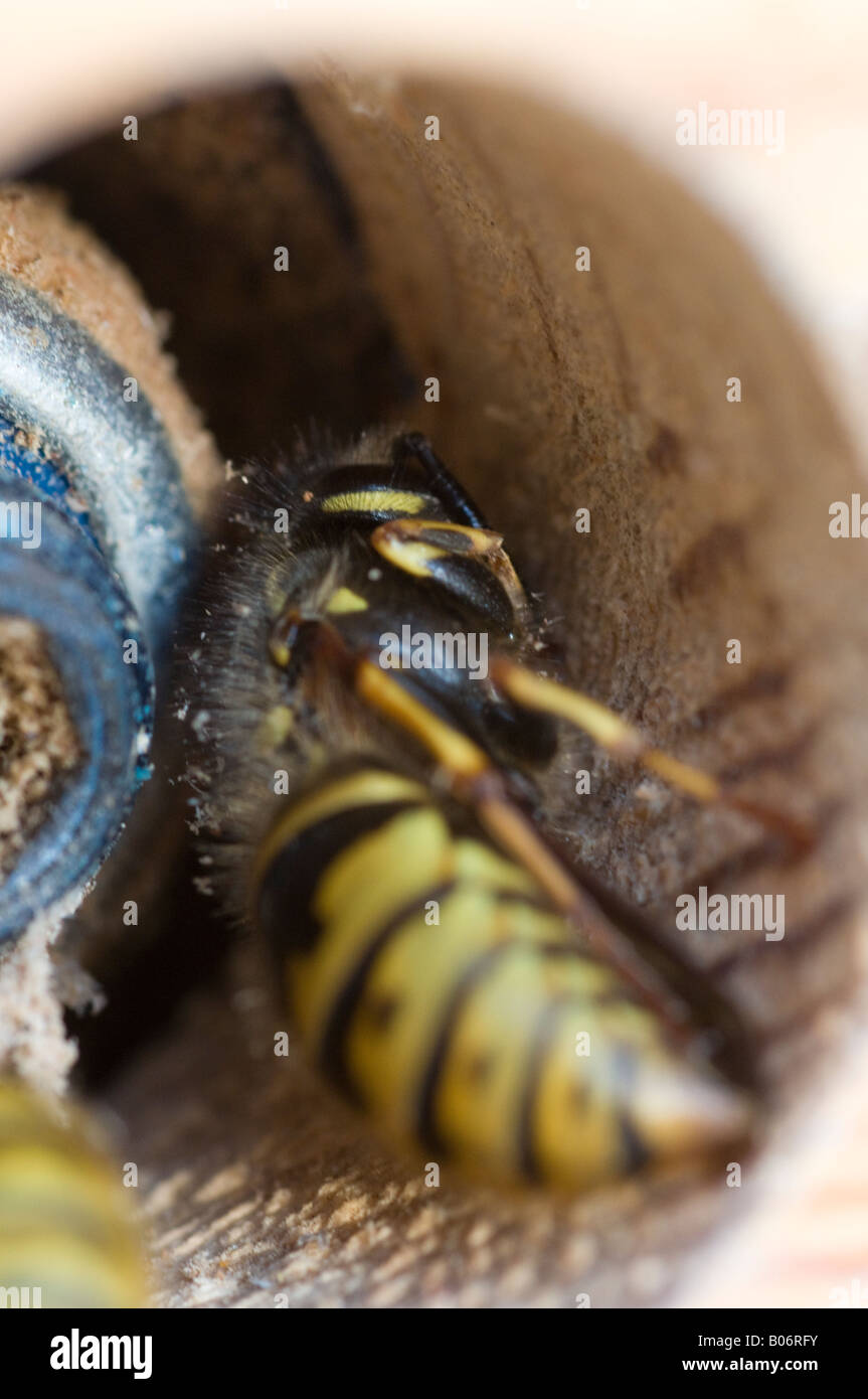 Hibernating queen wasp hi-res stock photography and images - Alamy