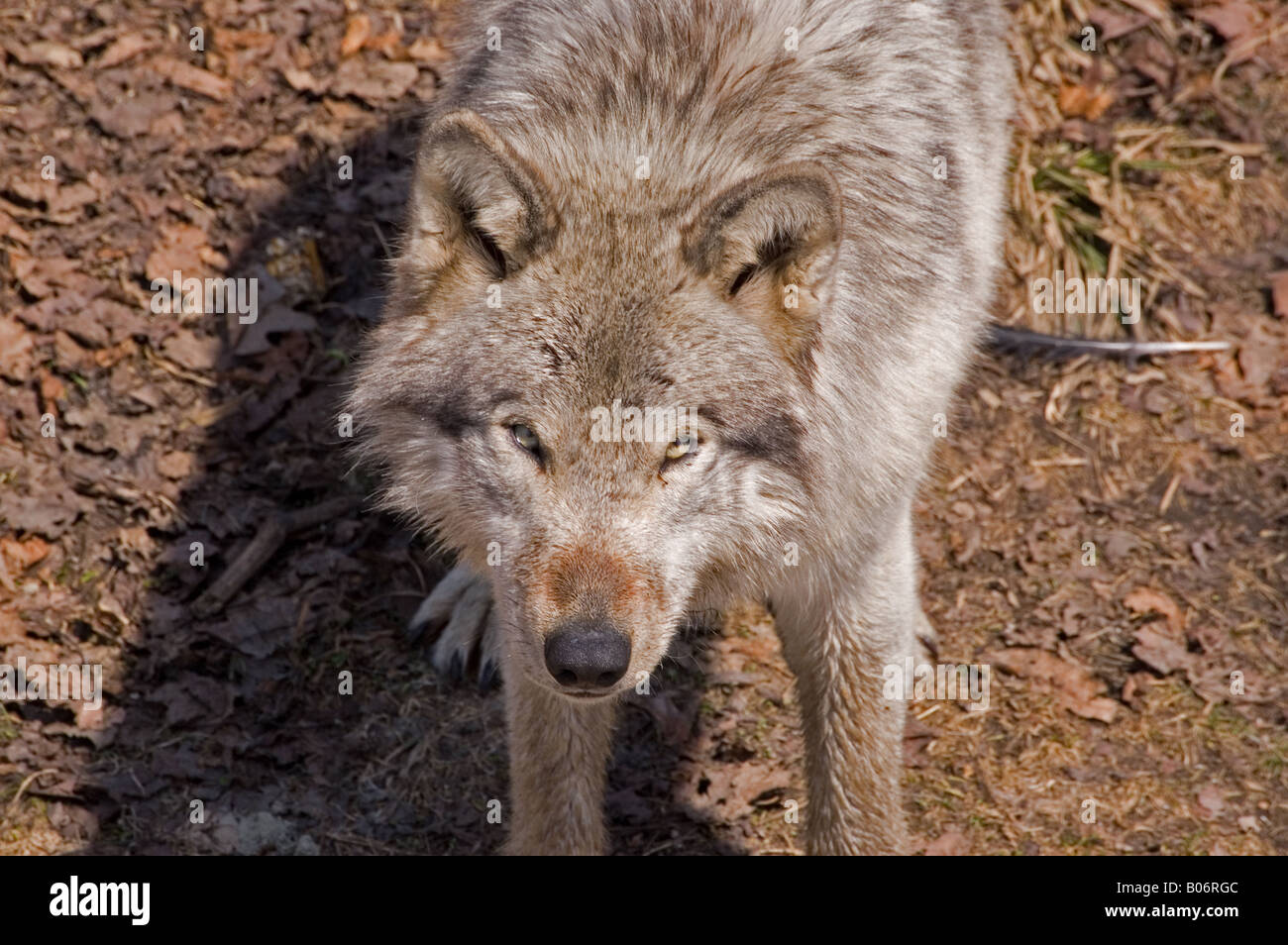 A Timber Wolf in Spring Stock Photo - Alamy