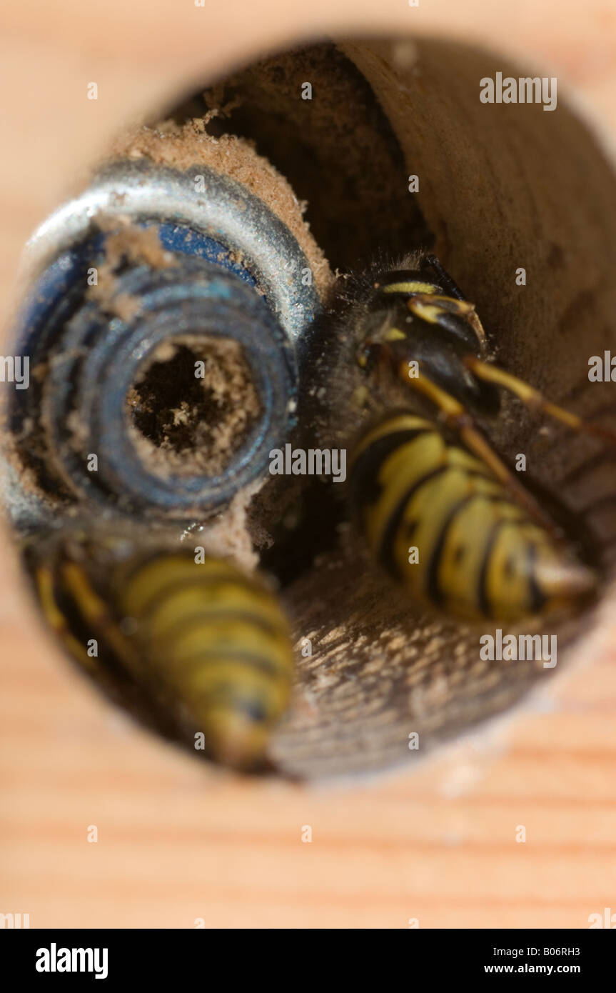 Queen wasps hibernating hi-res stock photography and images - Alamy