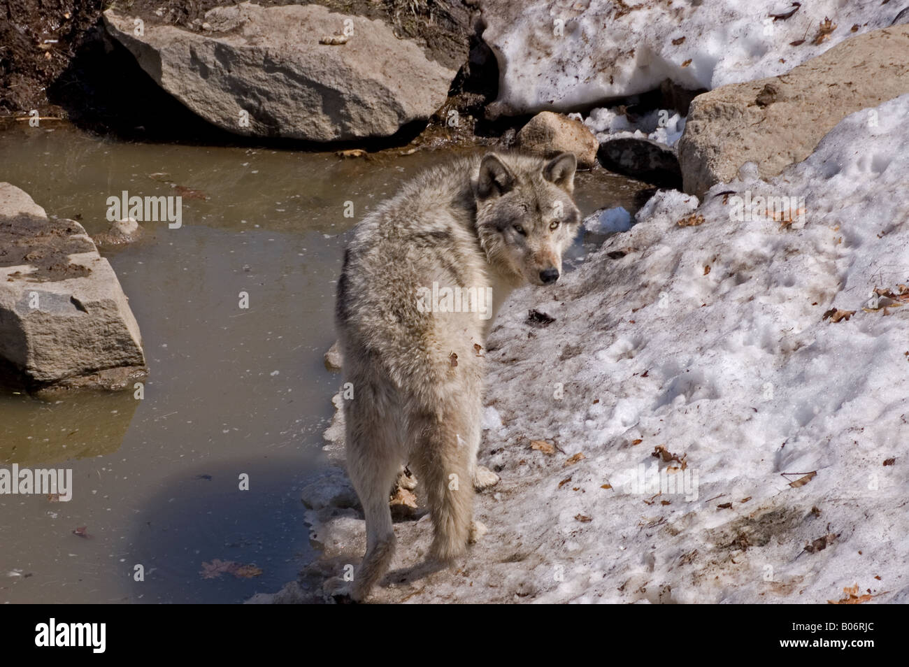 Wolf Sitting Back View