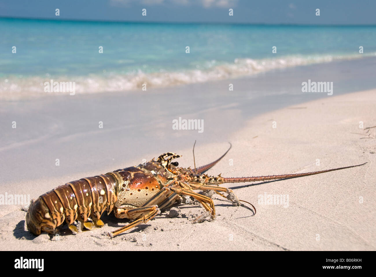 Lobster Cuba High Resolution Stock Photography and Images - Alamy
