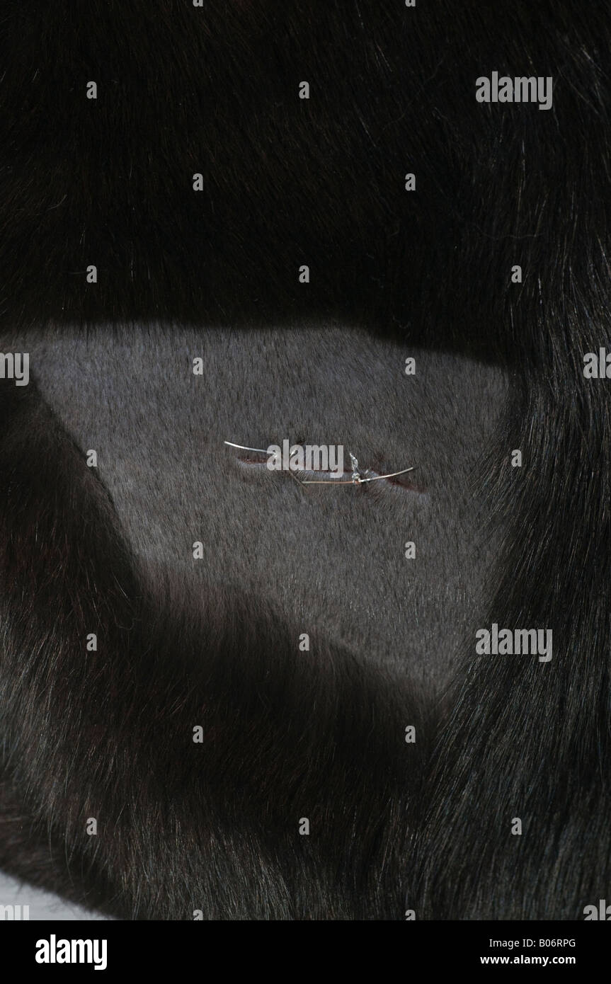 Vet stitches hi-res stock photography and images - Alamy