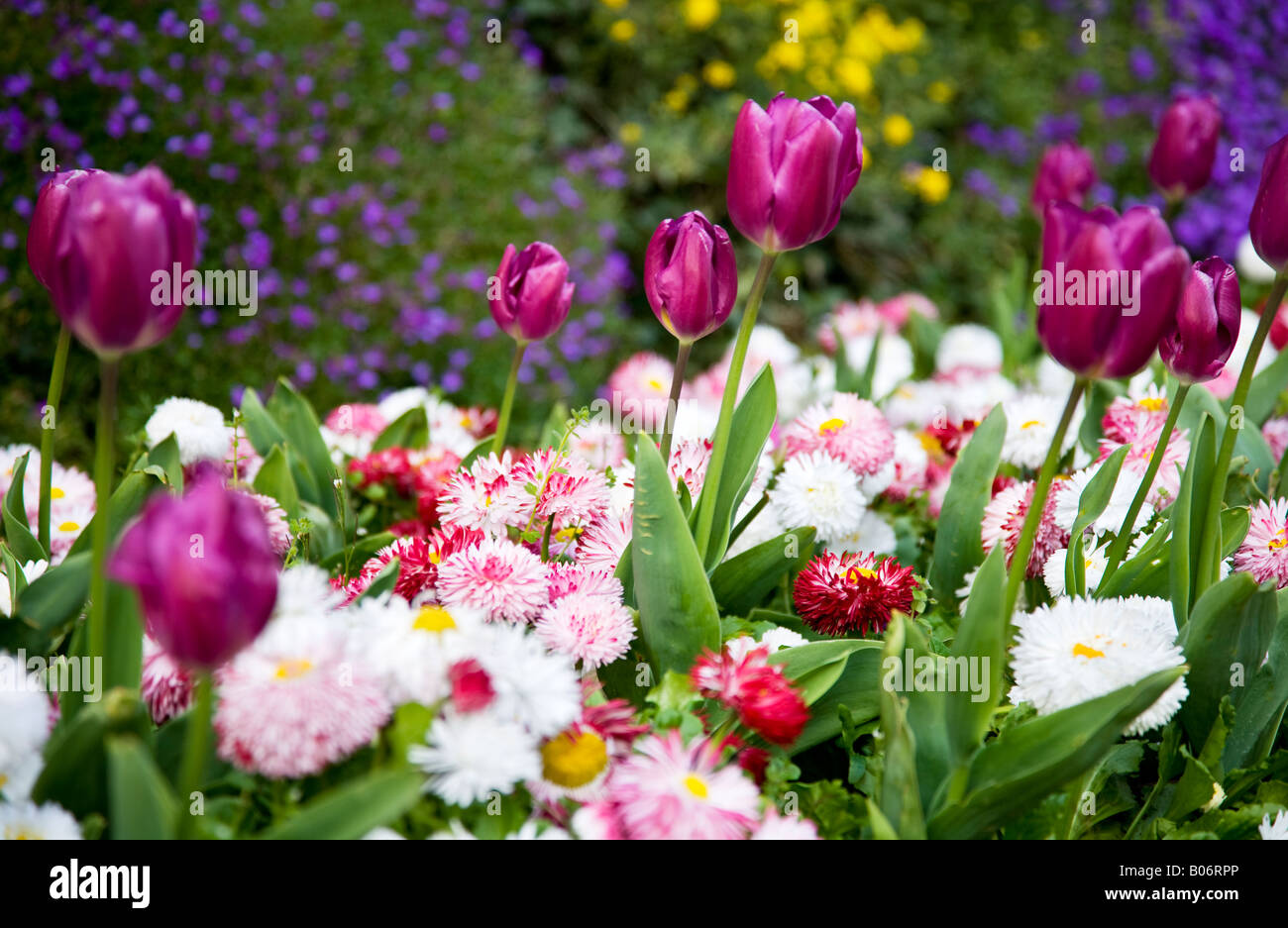 Purple spring tulip flowers and white and pink bellis perennis daisies ...