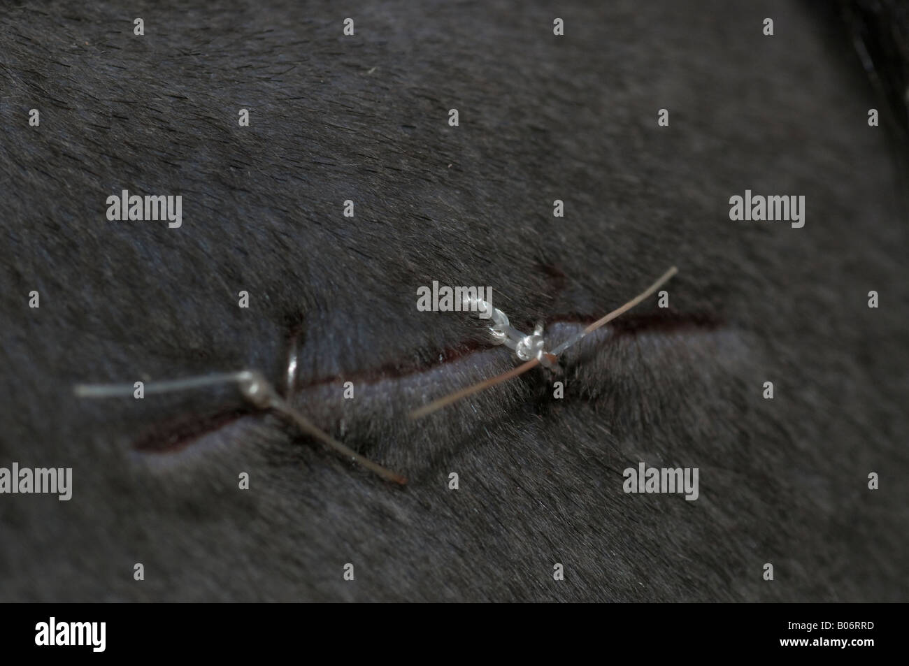 Vet stitches hi-res stock photography and images - Alamy