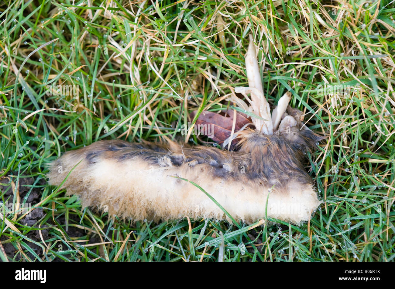 Hare foot hi-res stock photography and images - Alamy