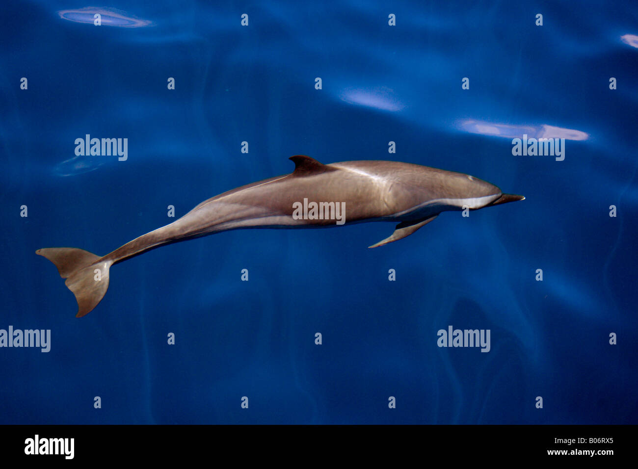 Pantropical Spotted Dolphin Stenella attenuata Maldives Stock Photo - Alamy