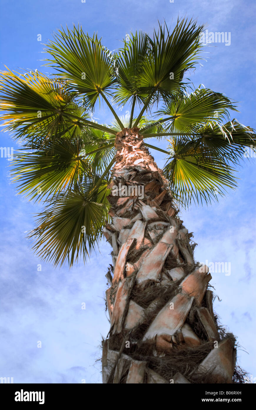 Palm tree barcelona spain hi-res stock photography and images - Alamy