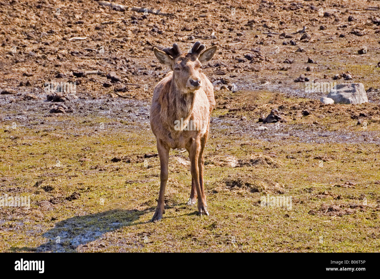 A single Deer Stock Photo - Alamy