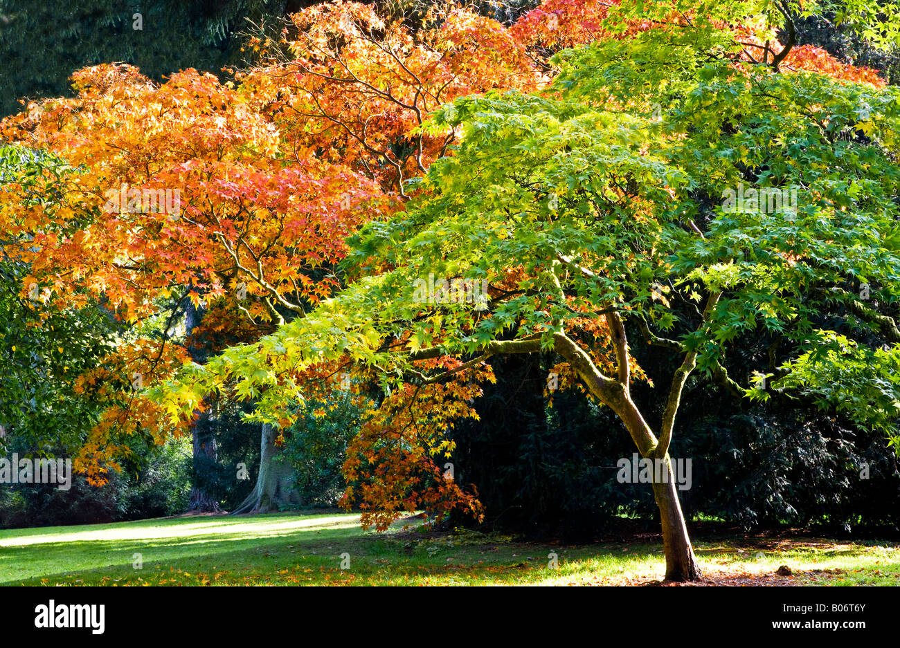 Japanese maple hi-res stock photography and images - Alamy