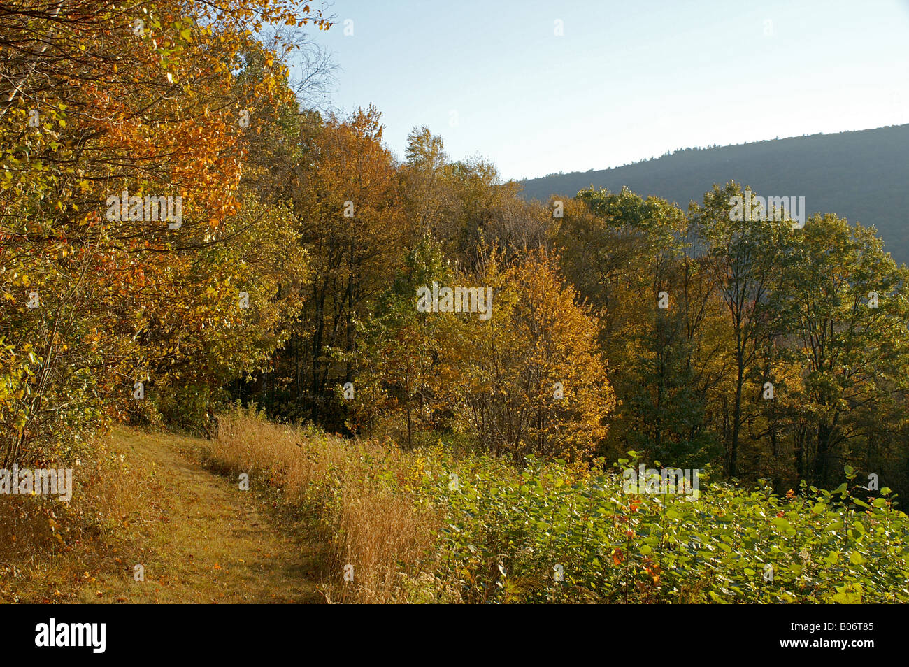forest edge fall autumn yellow leaves Stock Photo - Alamy