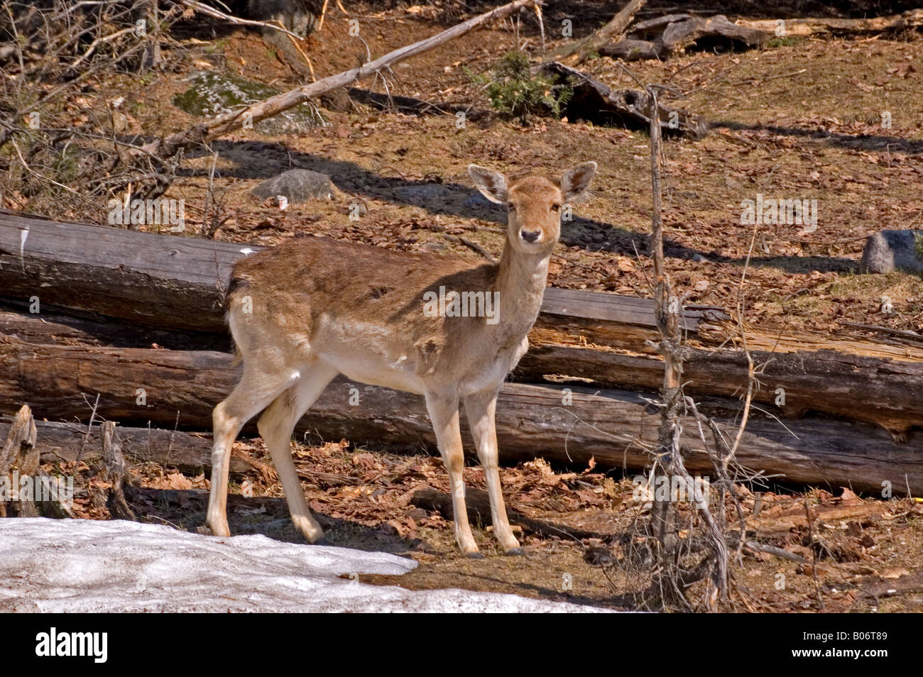 A Fallow Deer in Spring Stock Photo - Alamy