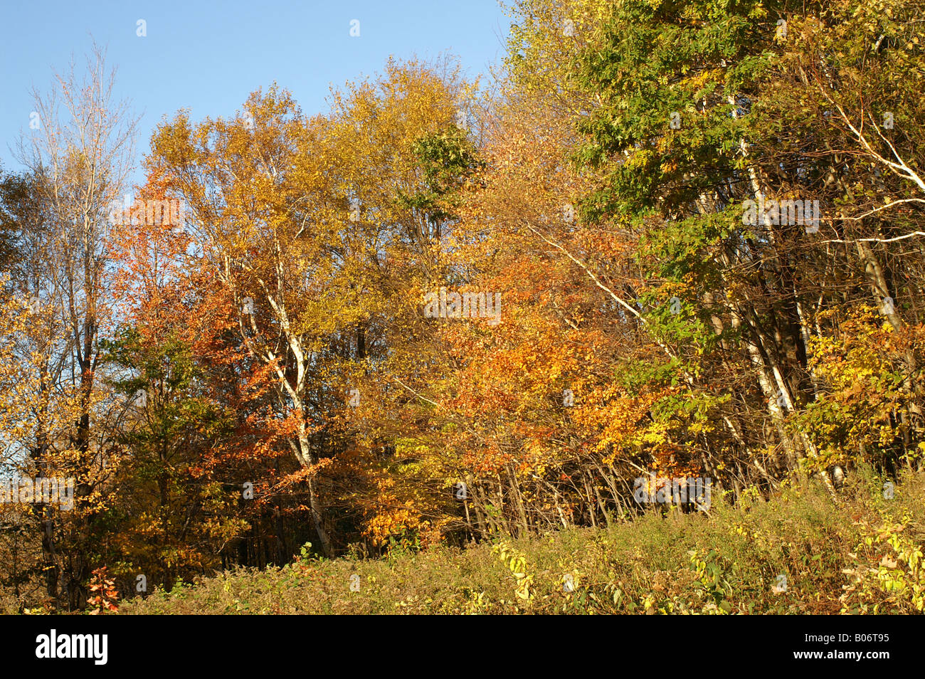 forest edge fall autumn yellow leaves Stock Photo - Alamy