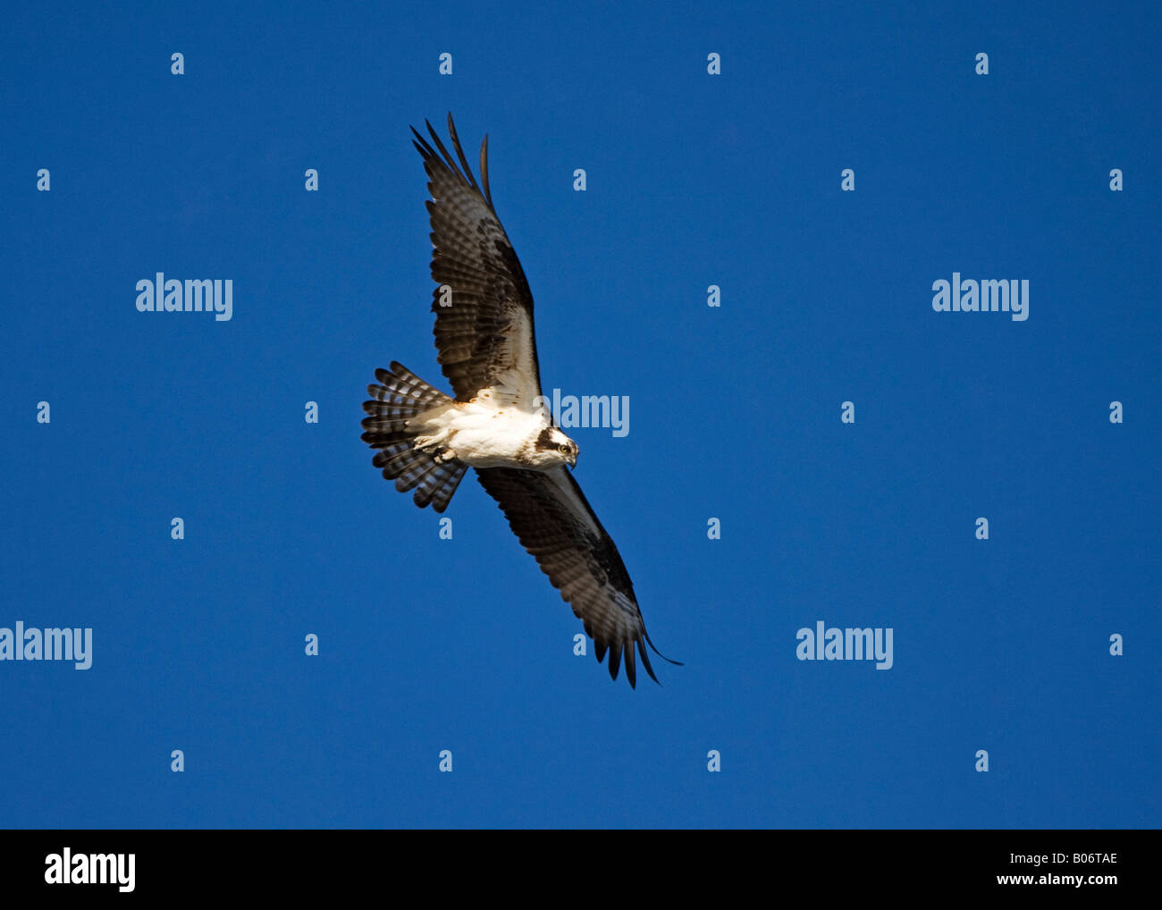 Osprey in flight Stock Photo - Alamy