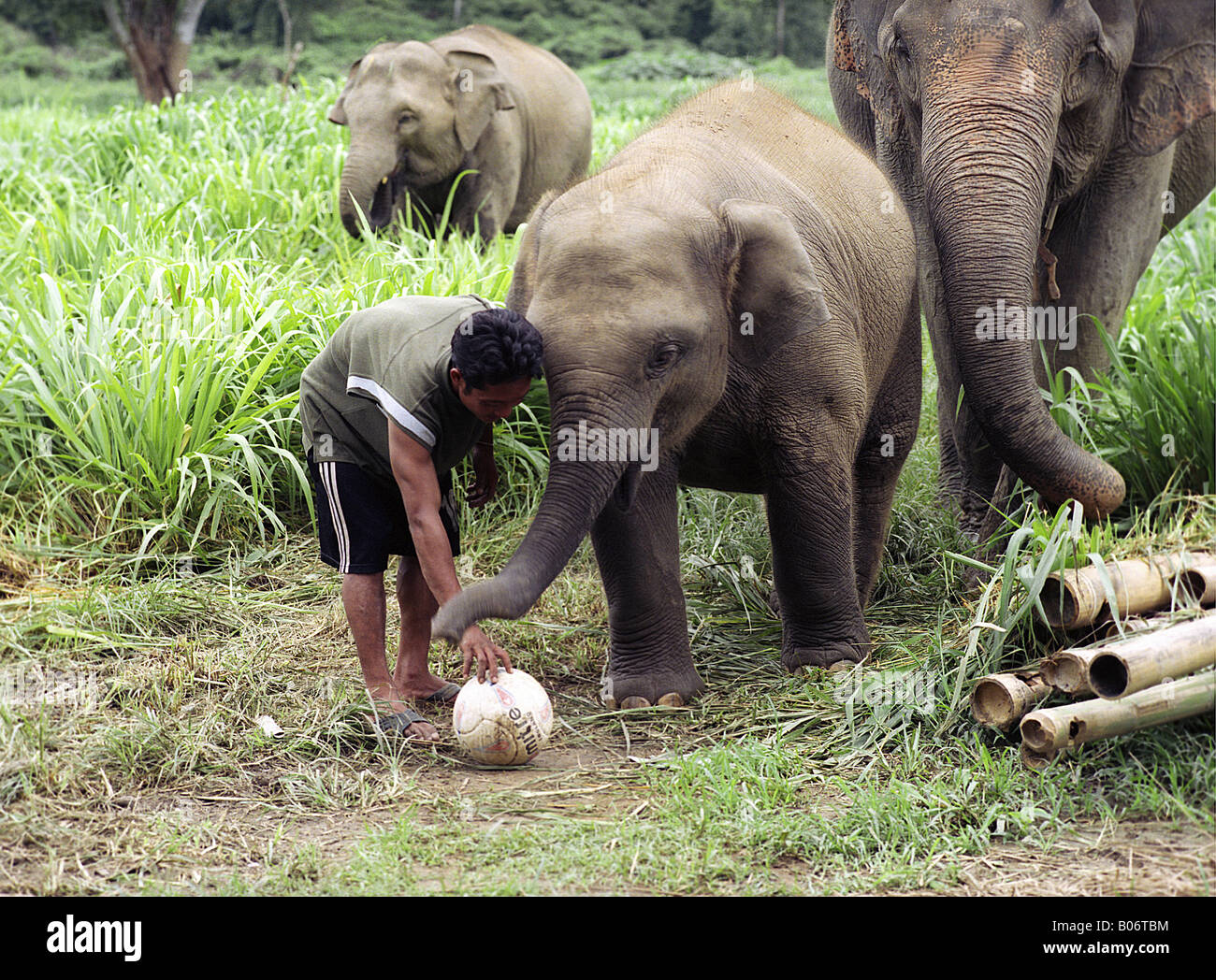 Sick elephant hi-res stock photography and images - Alamy