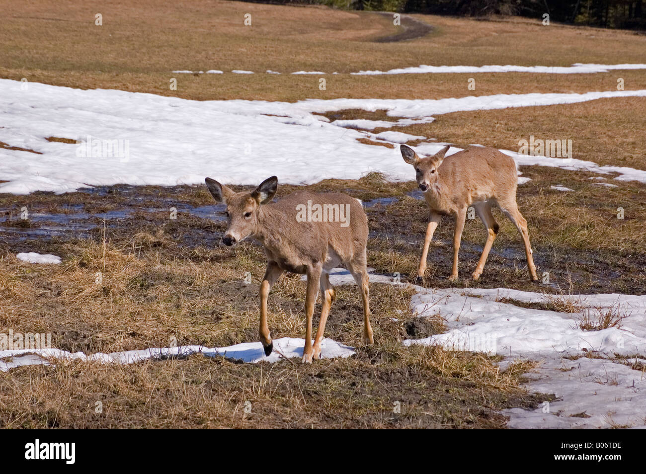 A pair of White-tailed deer in Spring Stock Photo - Alamy
