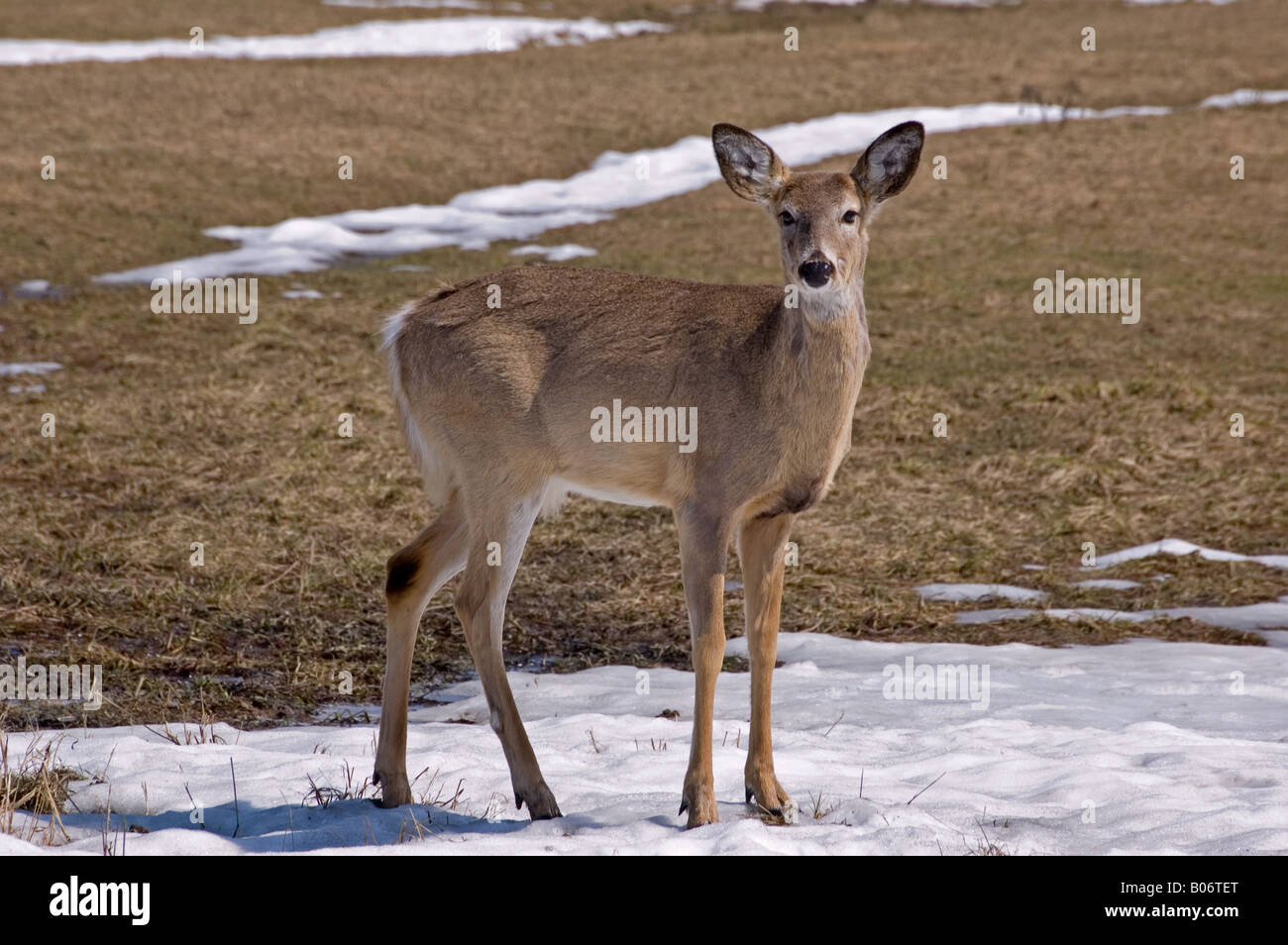 A single White-tailed Deer in Spring Stock Photo - Alamy