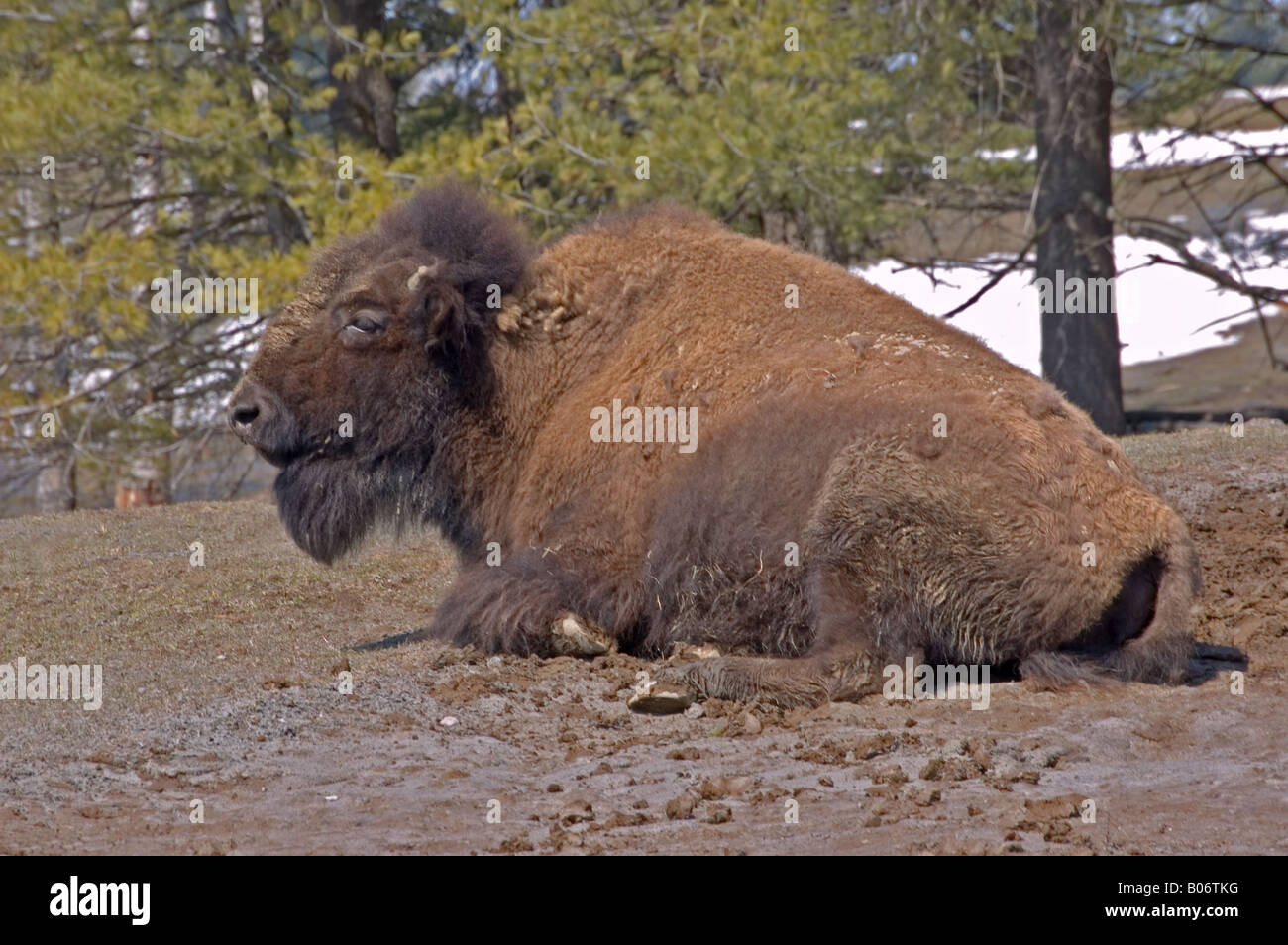 Bison in the trees hi-res stock photography and images - Alamy