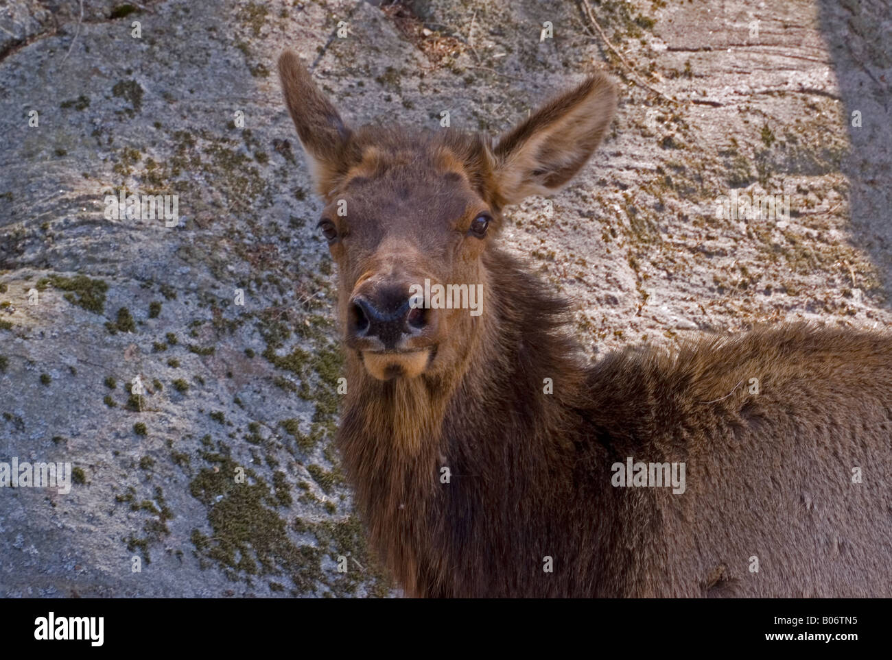 A single Elk in the Spring Stock Photo - Alamy