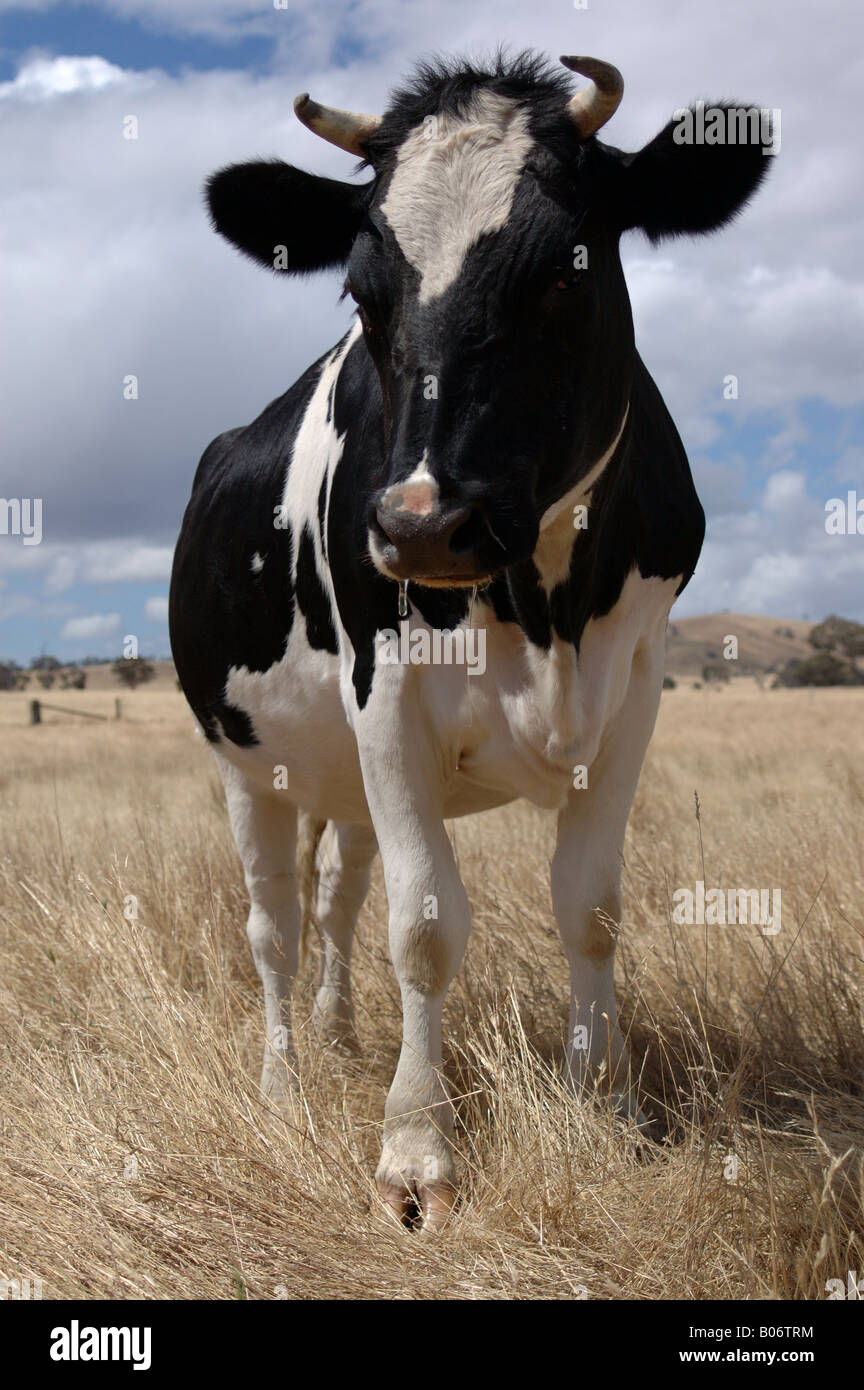 black and white cow Stock Photo - Alamy