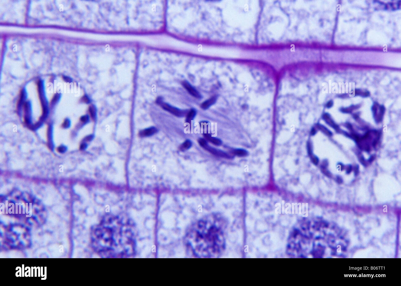 Onion root tip mitosis hi-res stock photography and images - Alamy