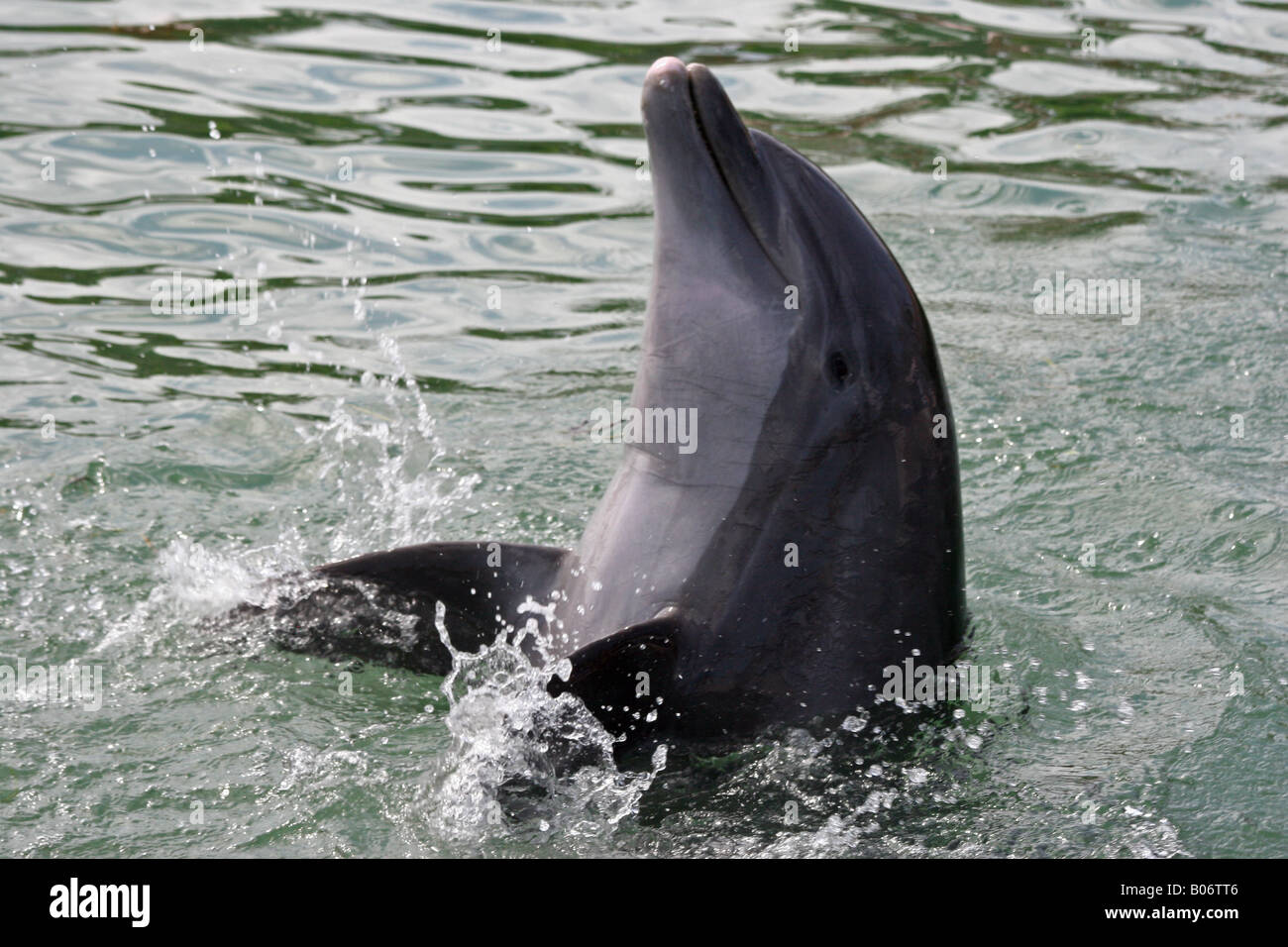 Dolphin clapping hi-res stock photography and images - Alamy