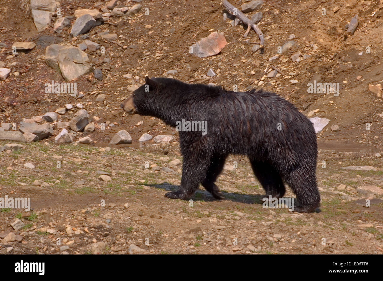 A lone Black Bear Stock Photo - Alamy