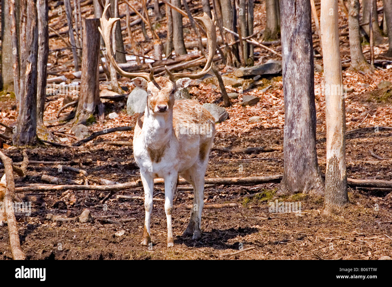 A Fallow Deer standing in the forest Stock Photo - Alamy