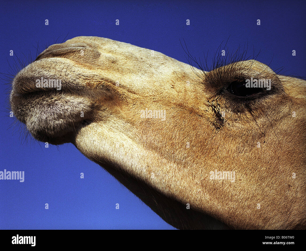 A portrait of a beautiful camel Stock Photo - Alamy