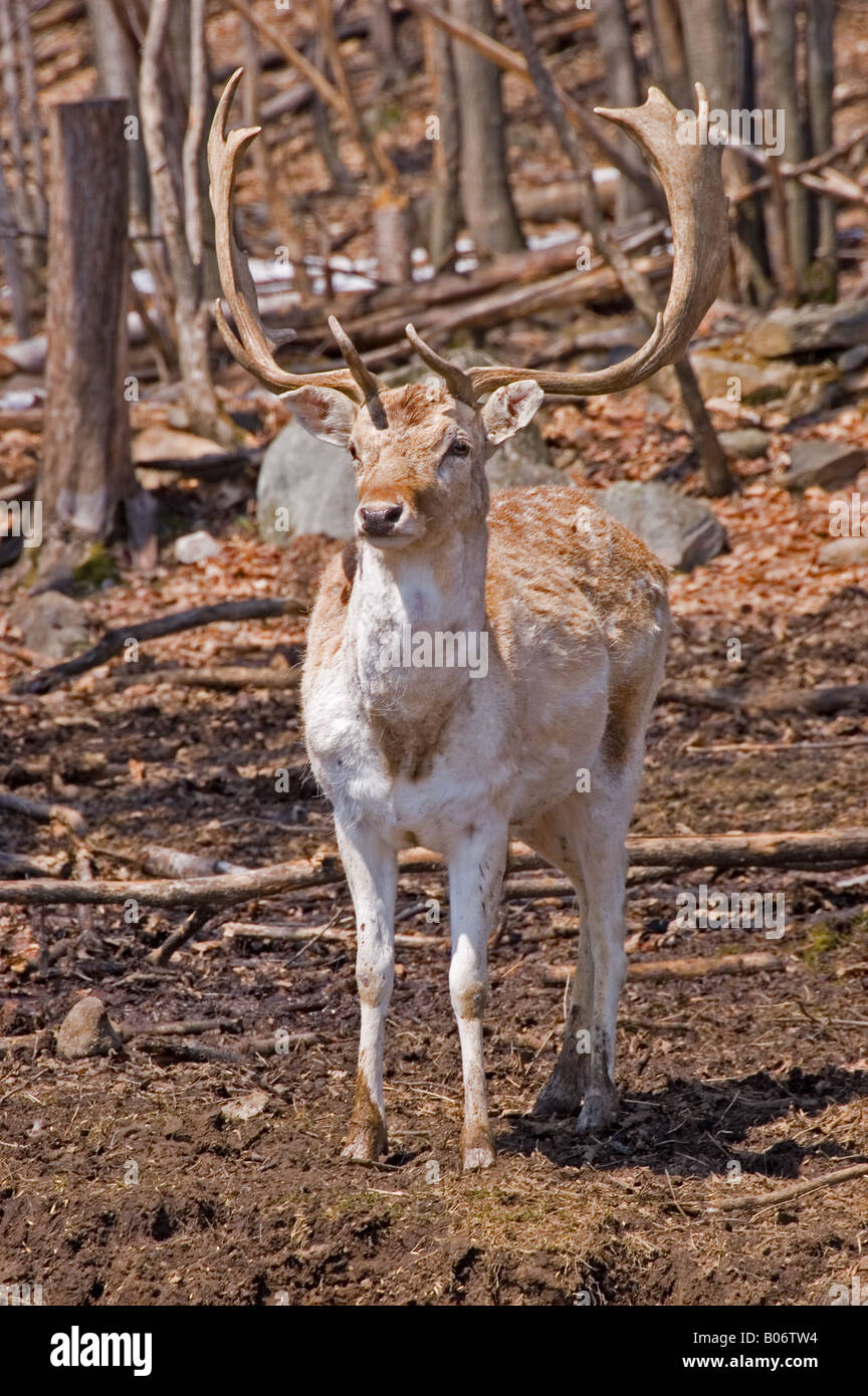 A Fallow Deer standing in the forest Stock Photo - Alamy