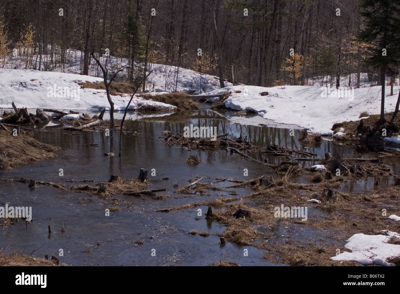 A Forest Pond in Spring Stock Photo - Alamy