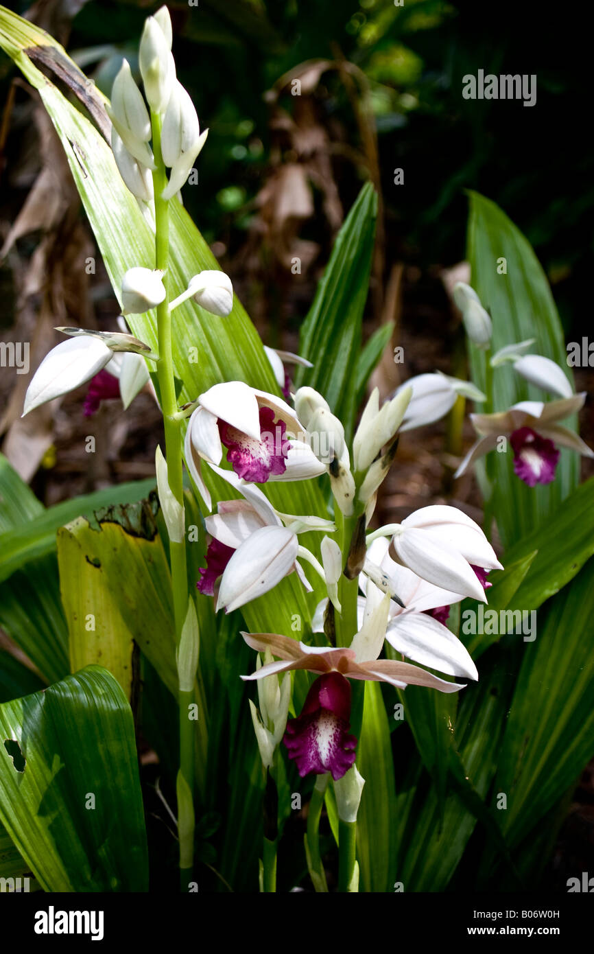 Phaius Orchid High Resolution Stock Photography and Images - Alamy