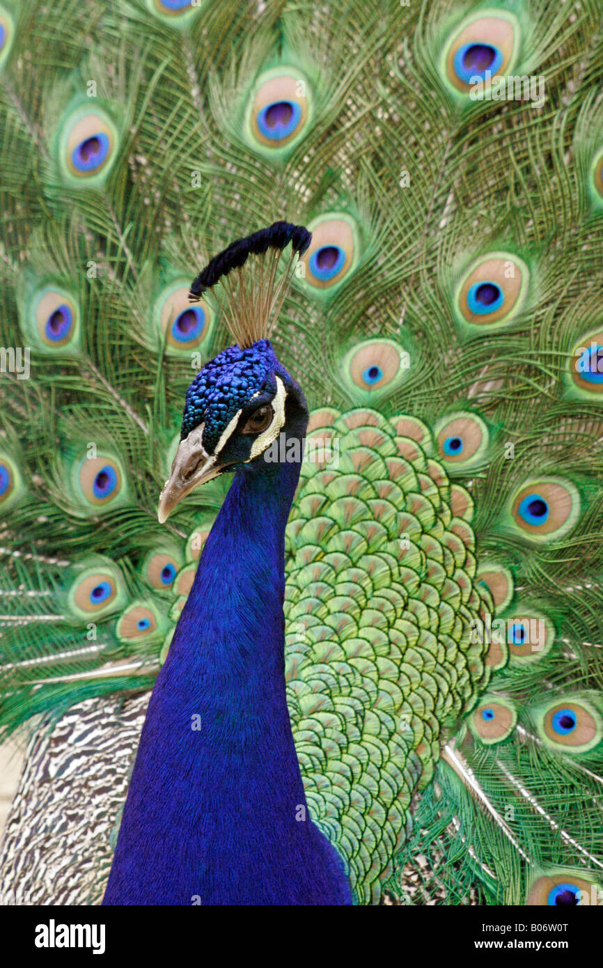 Side of peacock hi-res stock photography and images - Alamy