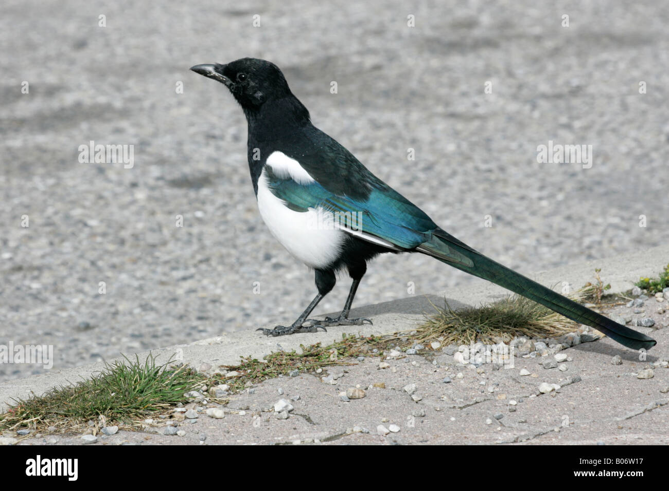 Magpie, Banff National Park, Alberta, Canada Stock Photo - Alamy
