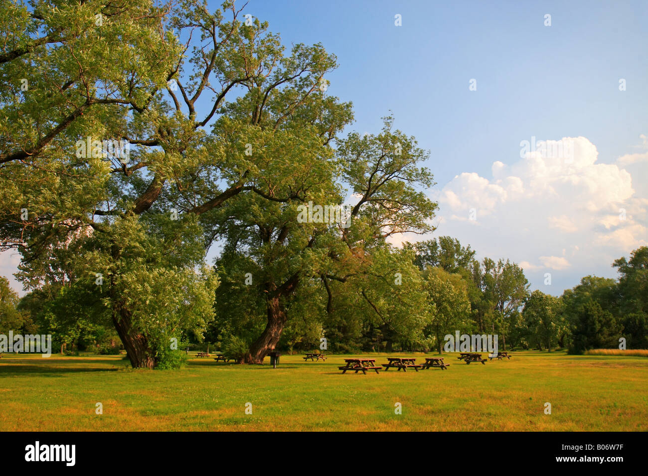 A row of picnic tables next to large trees in a grass field Stock Photo ...
