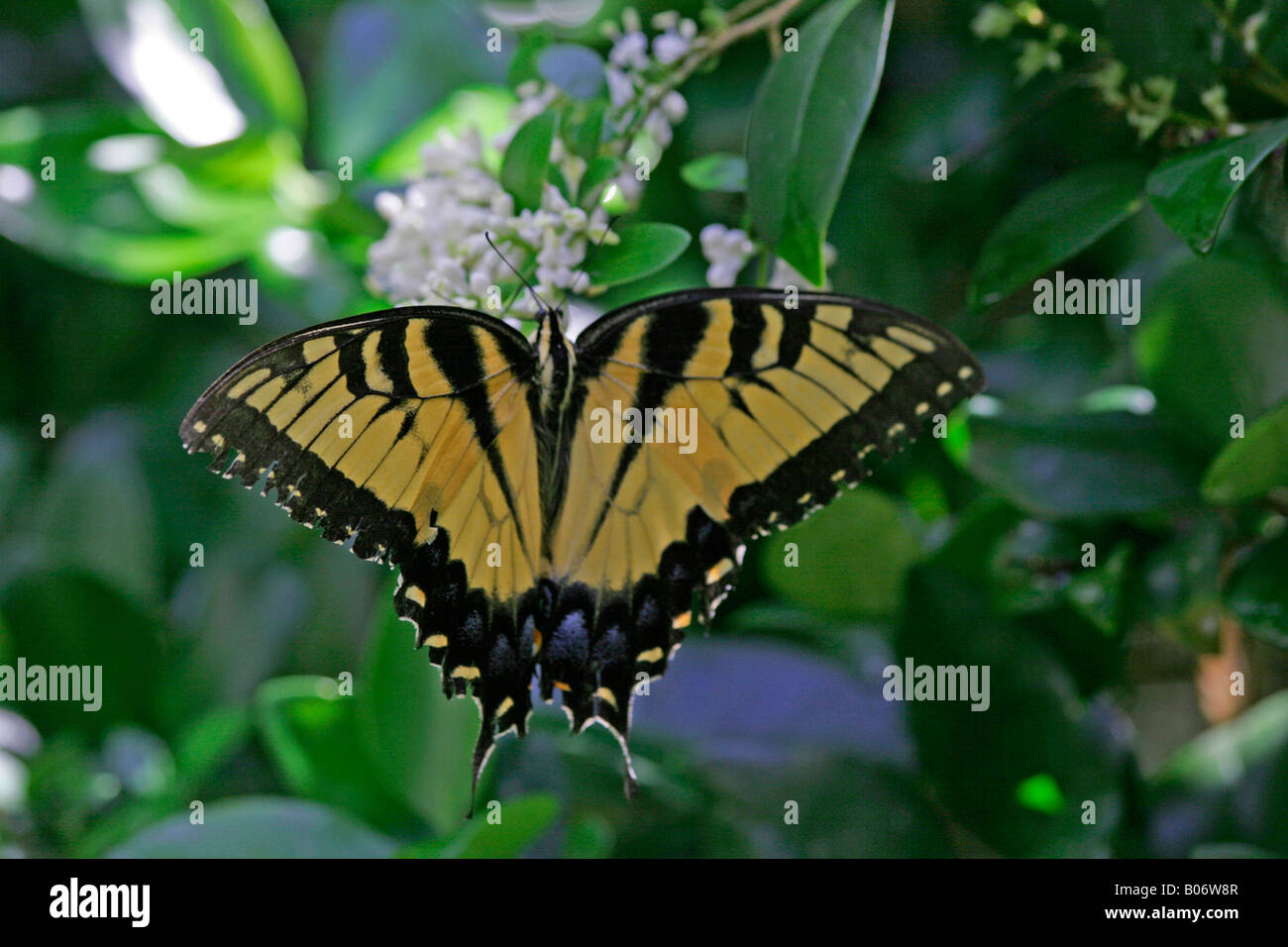 Butterfly front hi-res stock photography and images - Alamy