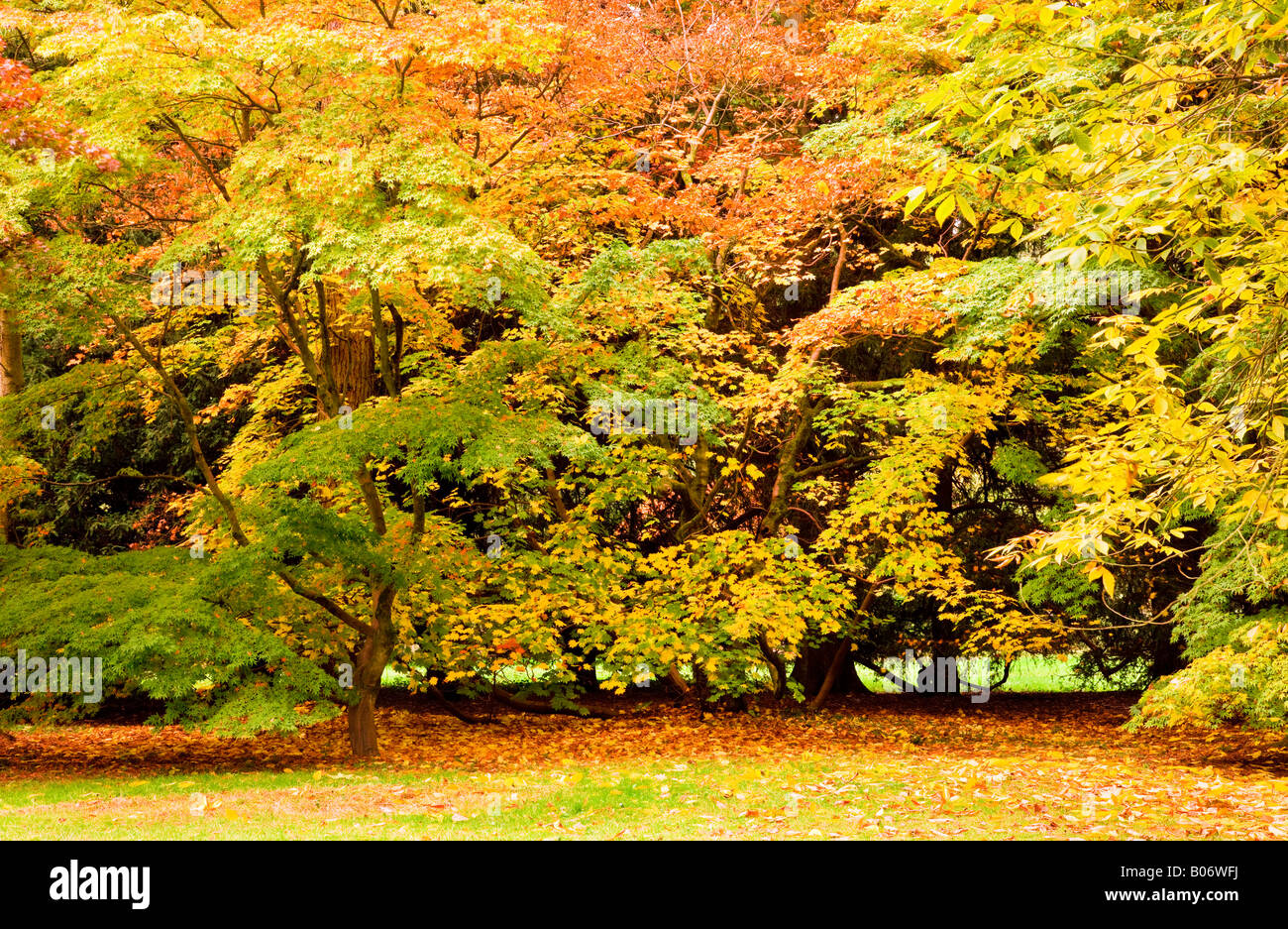 Autumn trees with gold and yellow foliage Stock Photo - Alamy
