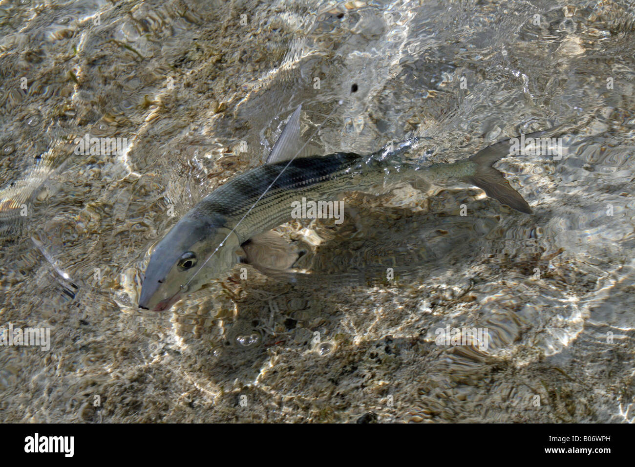 Bonefish hi-res stock photography and images - Alamy