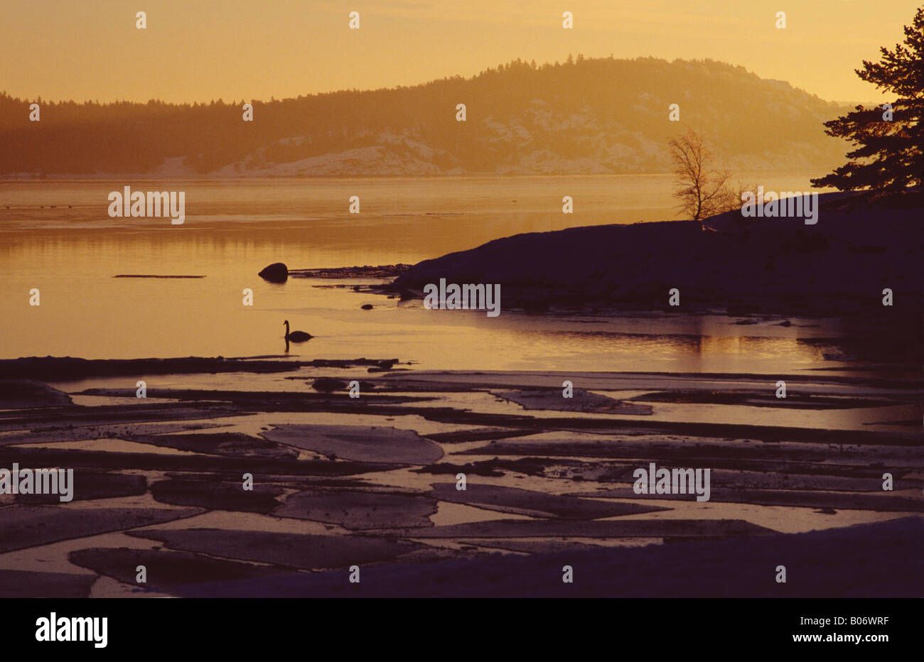 A solitary swan swims in frigid water on a mid-winter day on the west ...