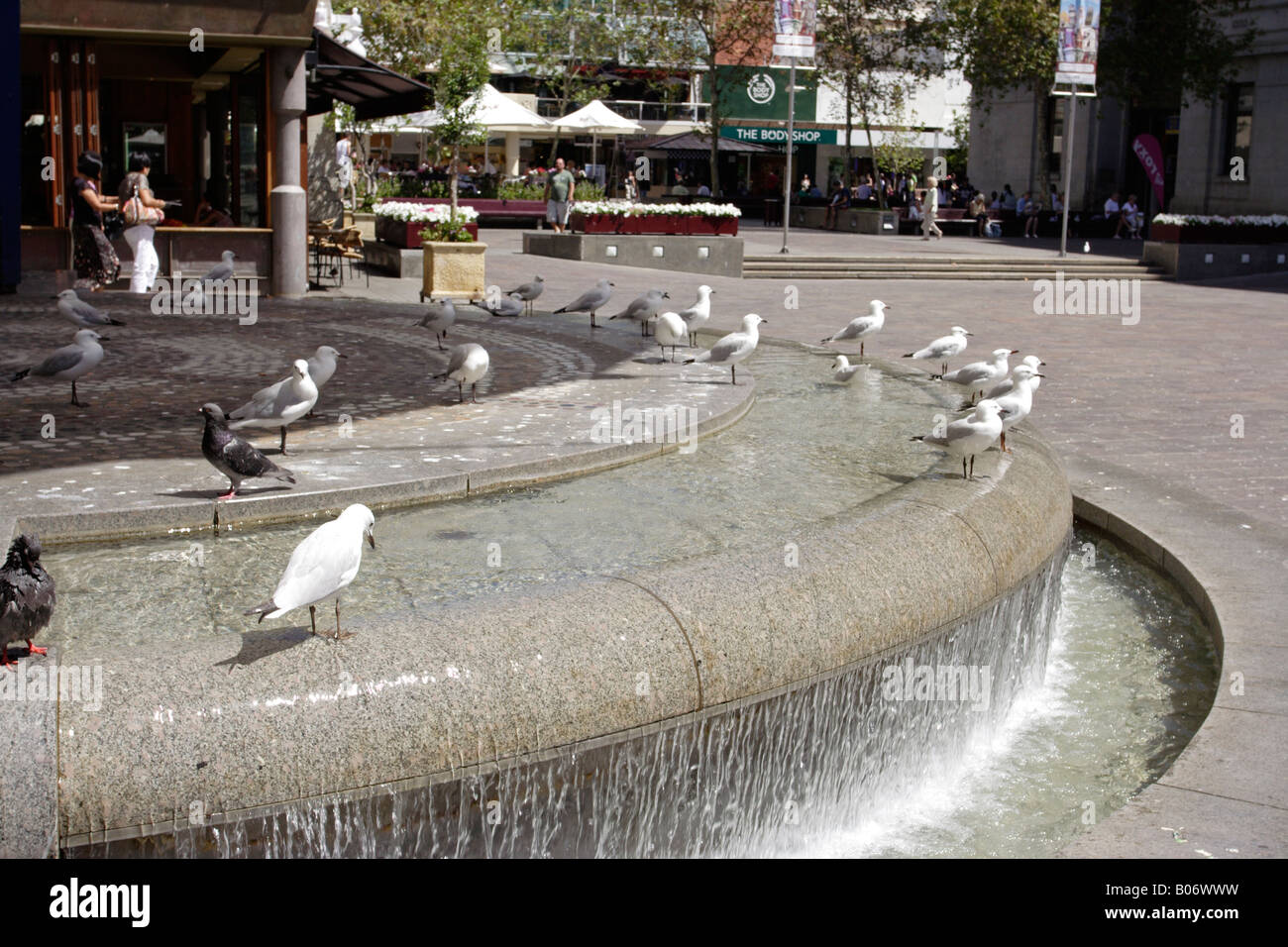 Birds at a public square in Perth. Western Australia Stock Photo - Alamy