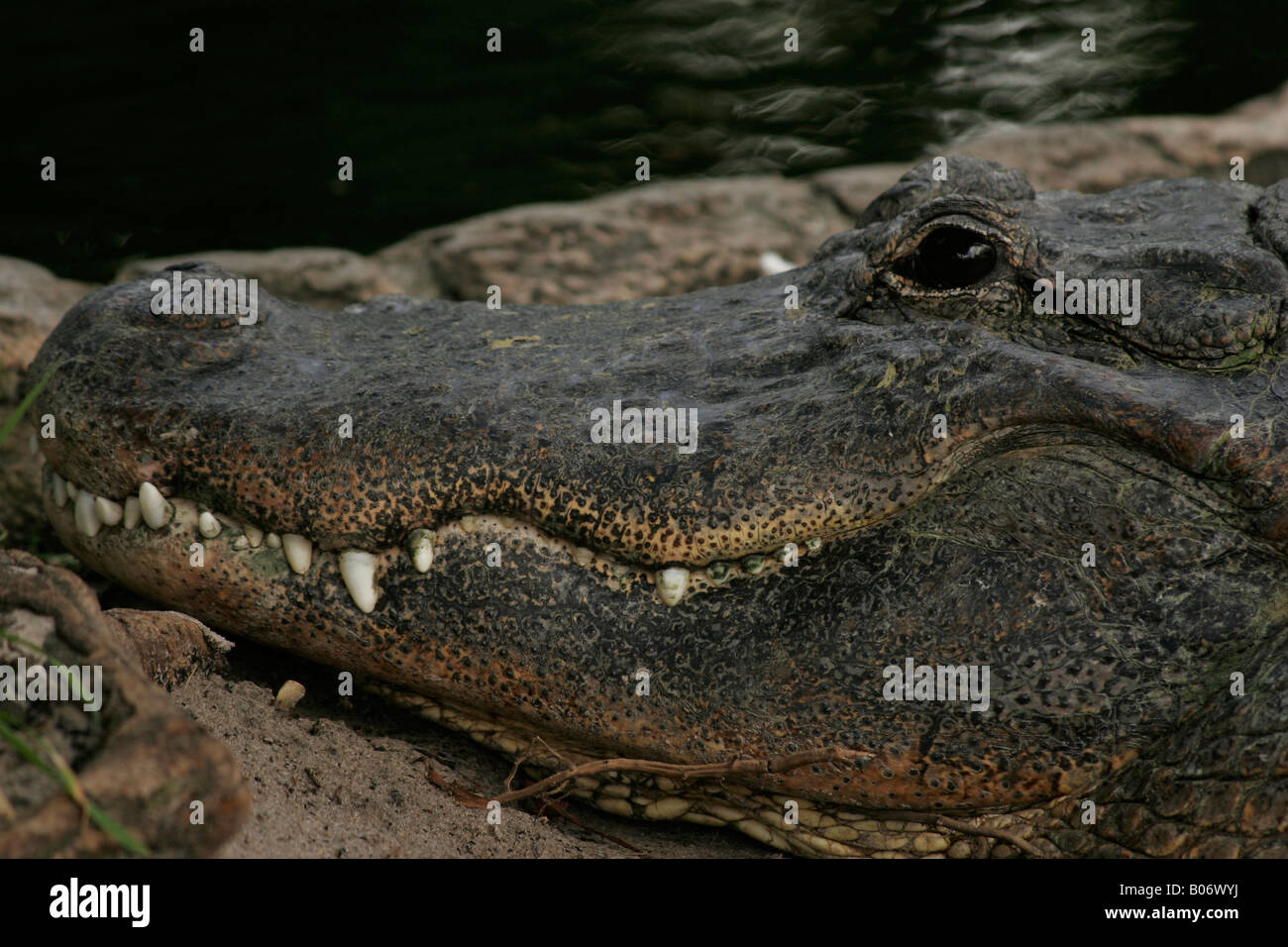 Gator teeth hi-res stock photography and images - Alamy