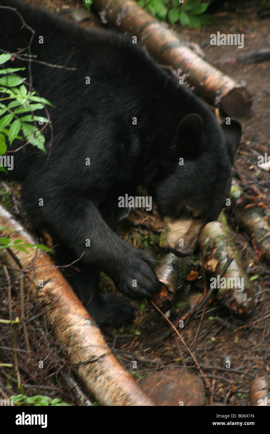 Black bear and log Stock Photo - Alamy