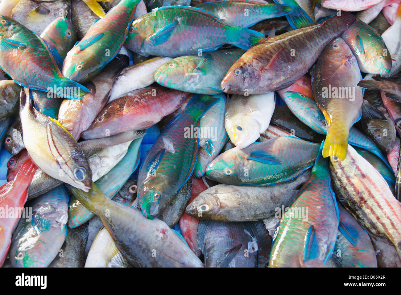 Fish Being Sold At Market, Kota Kinabalu, Sabah, Malaysian Borneo Stock ...