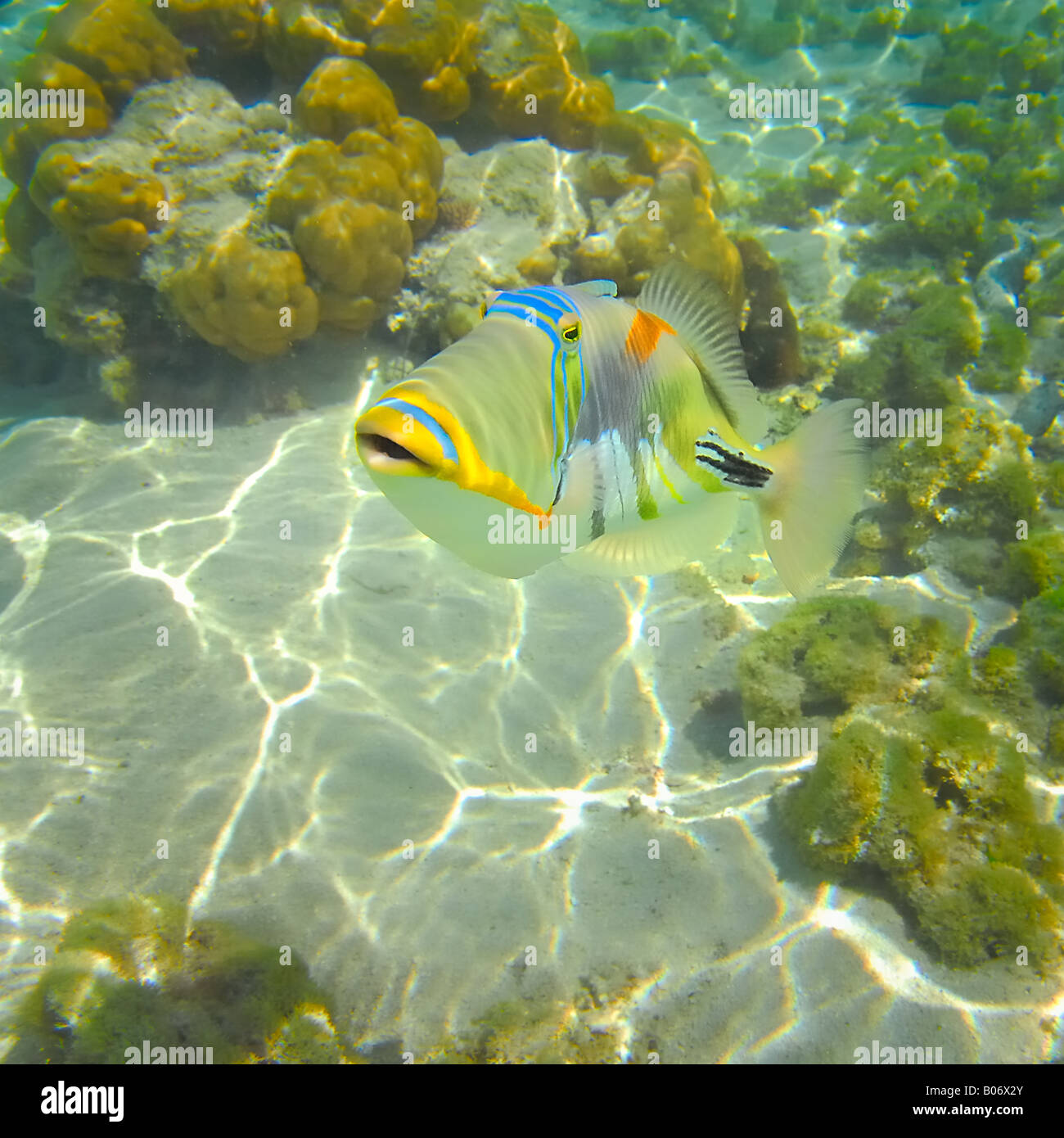 Picasso Lagoon Triggerfish photographed in lagoon around Rarotonga ...